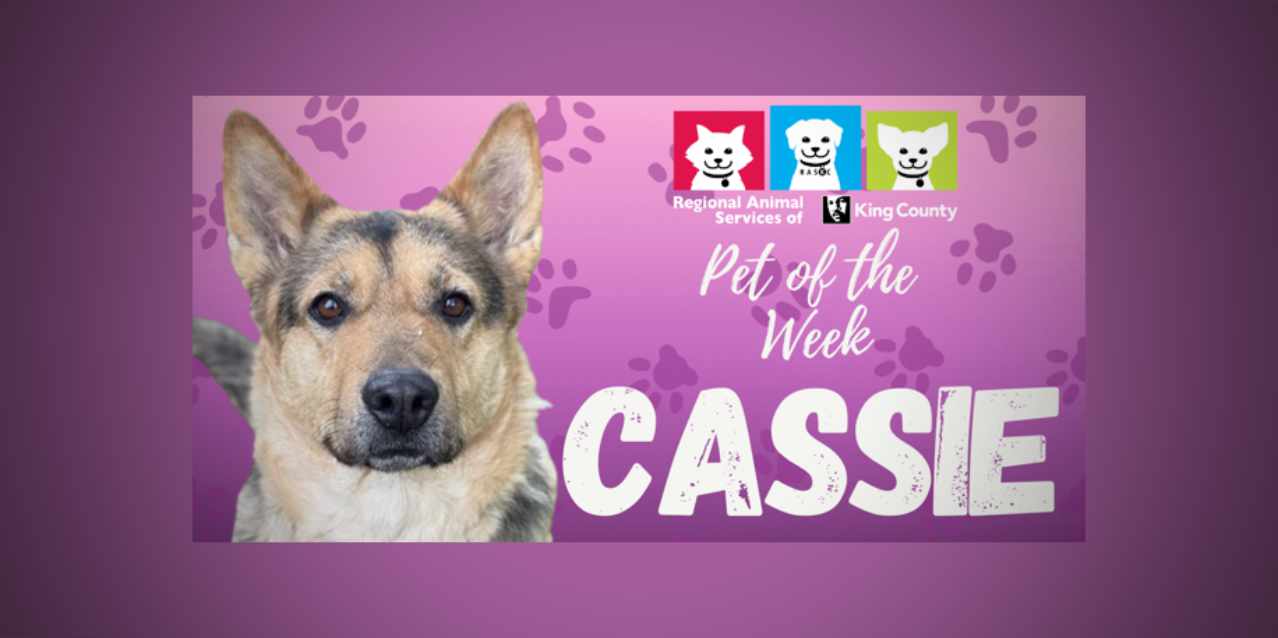 Meet (and adopt) Cassie, RASKC's Pet of the Week - iLoveKent