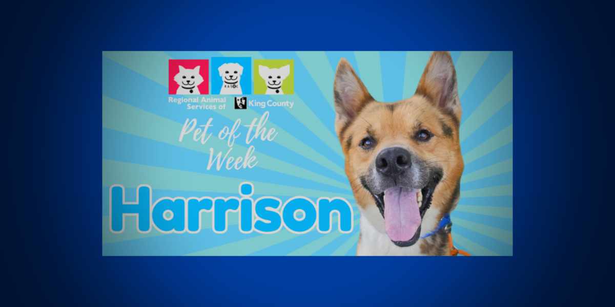 Meet (and adopt) Harrison, RASKC’s Pet of the Week - iLoveKent