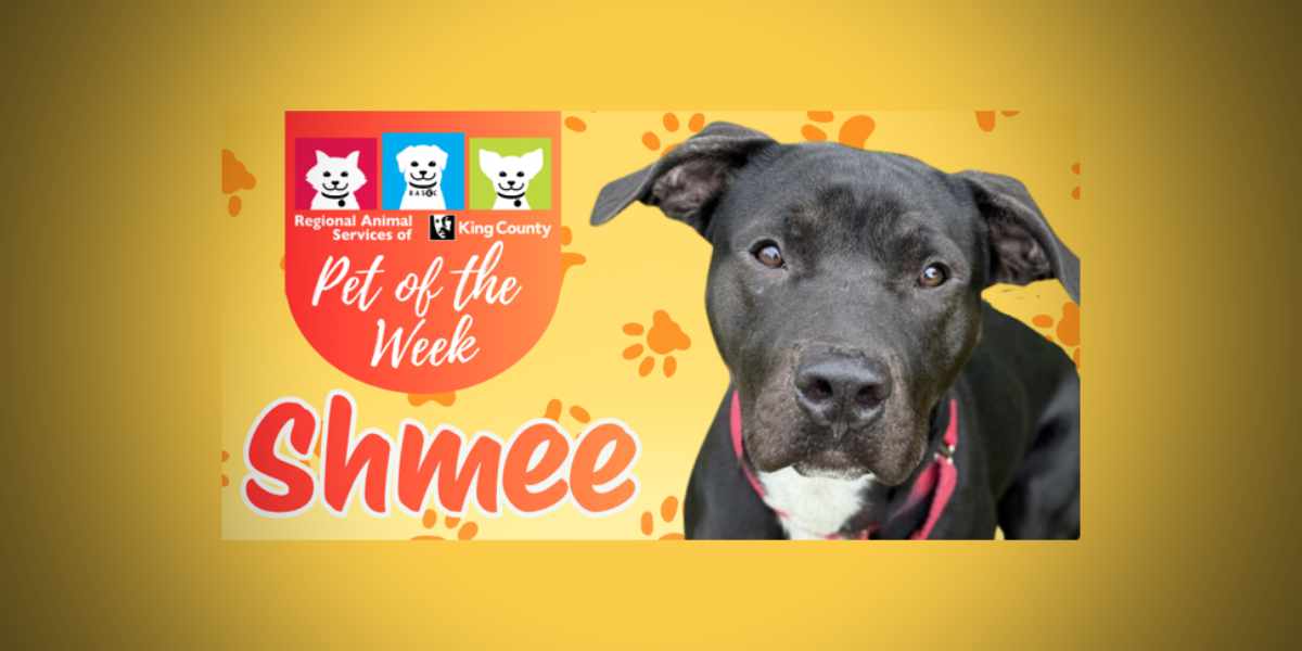 Meet (and adopt) Shmee, RASKC’s Pet of the Week - iLoveKent