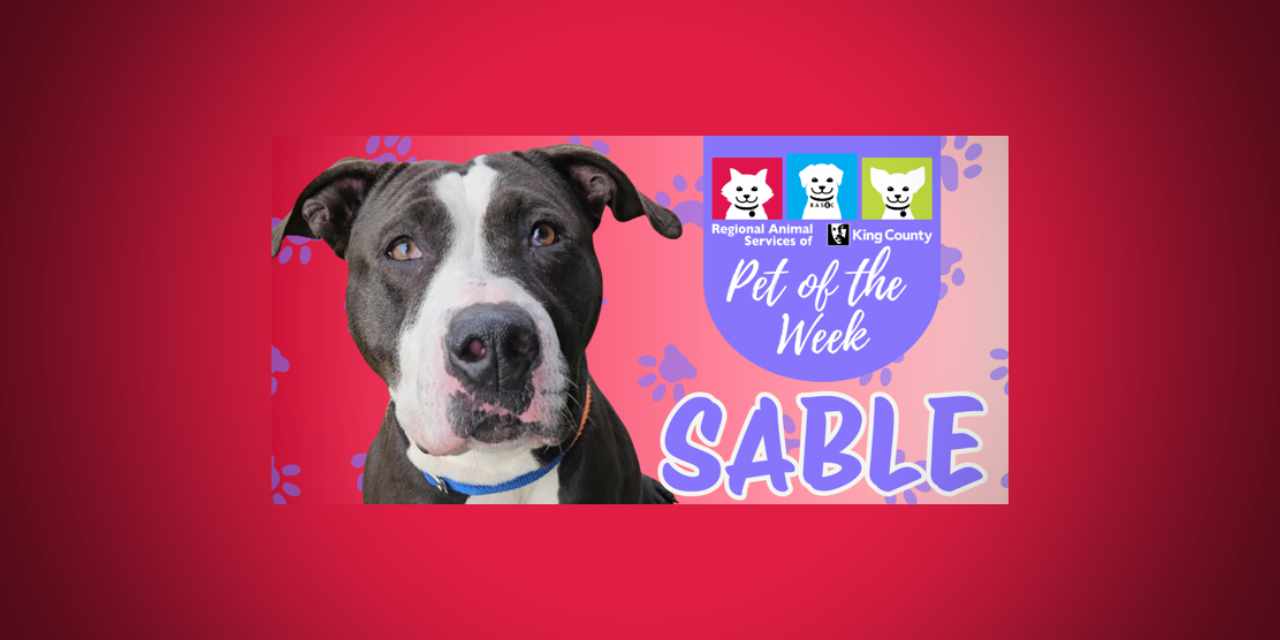 Meet (and adopt) Sable, RASKC’s Pet of the Week - iLoveKent