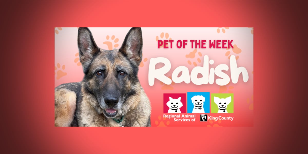 Meet (and adopt) Radish, RASKC’s Pet of the Week - iLoveKent